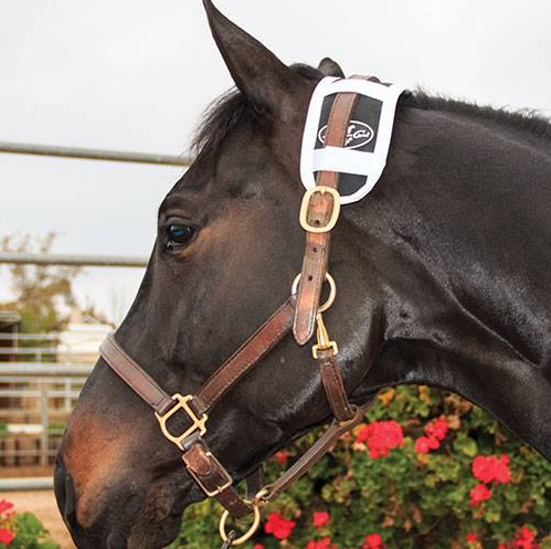 Professionals Choice Magnetic Poll Piece – Jopps Tack