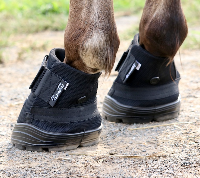 Easyboot Rx – Jopps Tack